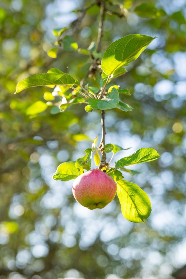 Vikingstad Fålåsa Kohagen 1 Villa/Radhus - Riksmäklaren